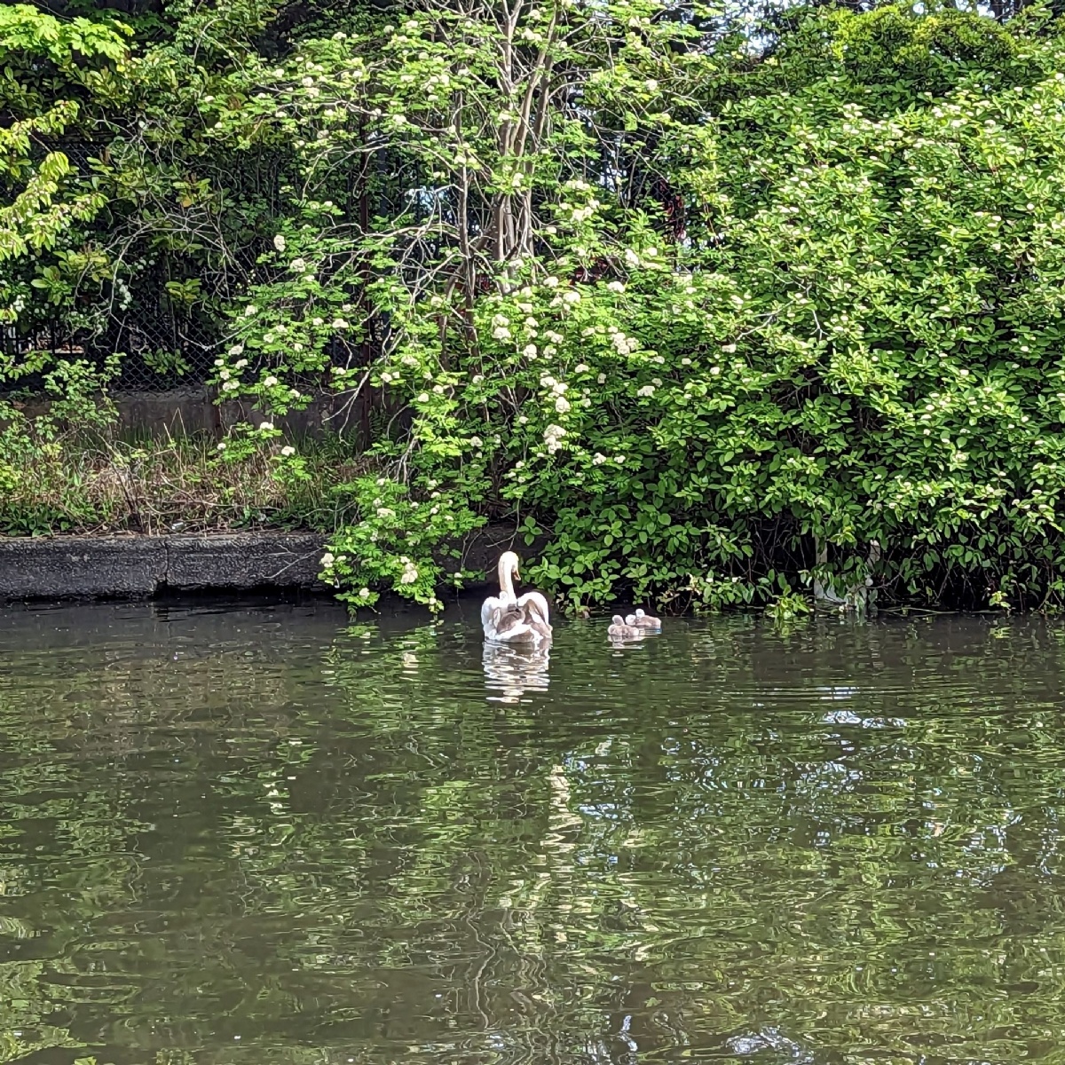 Urmston Grammar School - Item Not Available